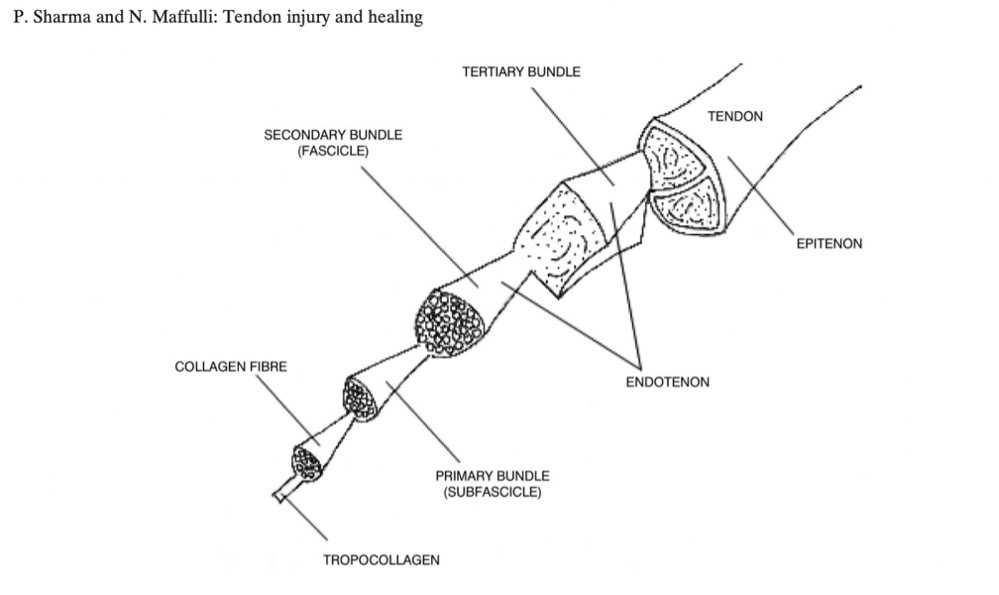 BOFAS > Hyperbook > Miscellaneous > Physiology of Tendons